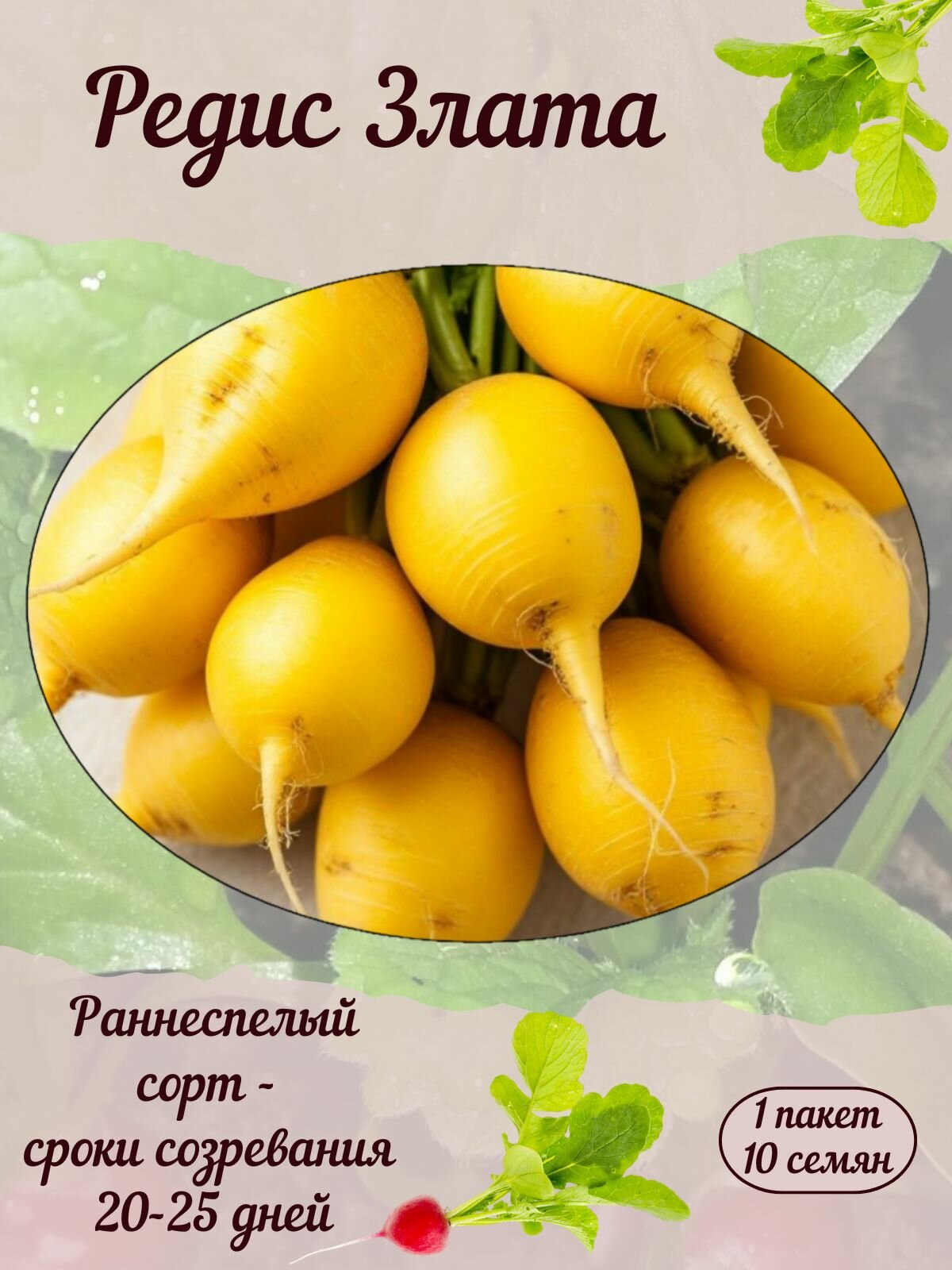 Редис Злата, семена, 10 шт, 15 гр.