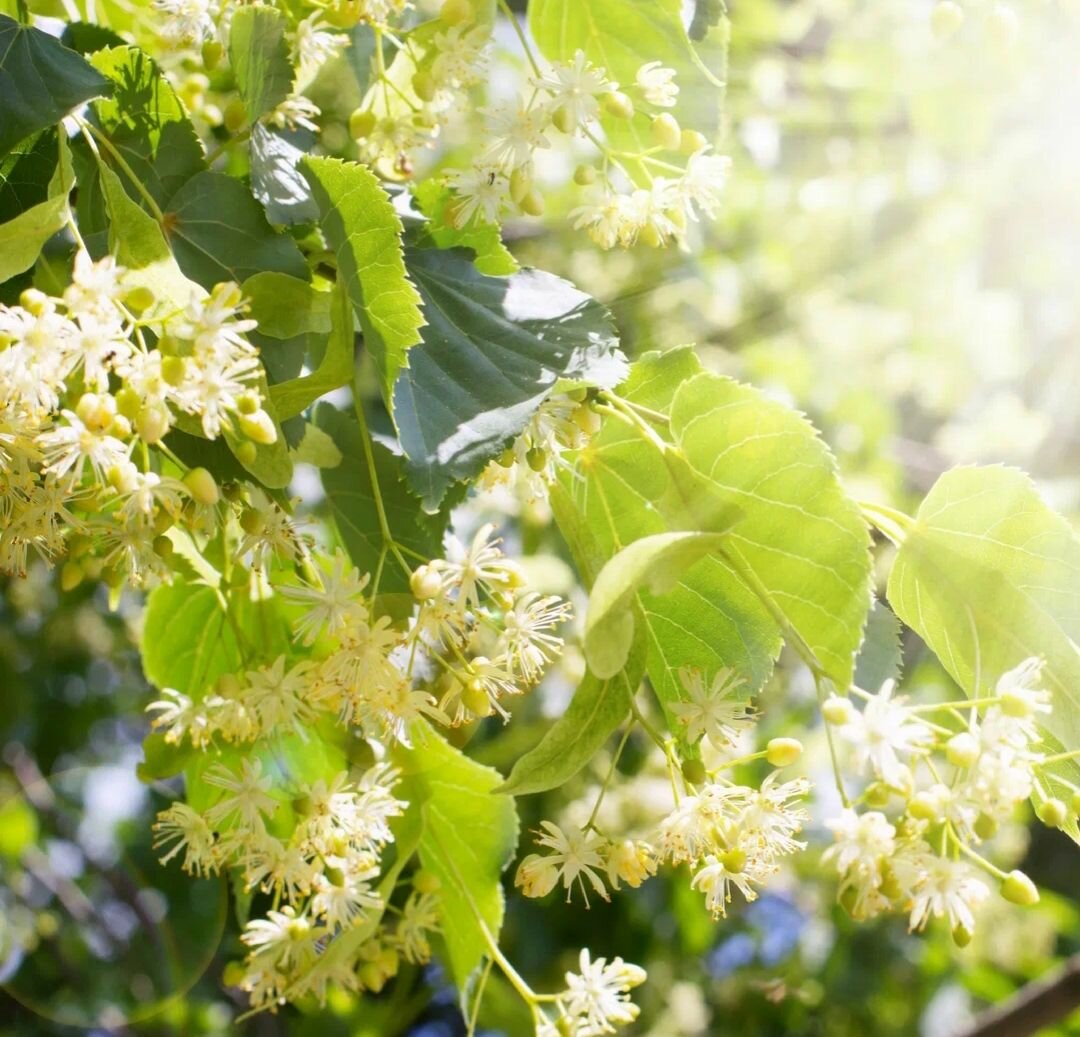 Ветки липы натуральные живые.