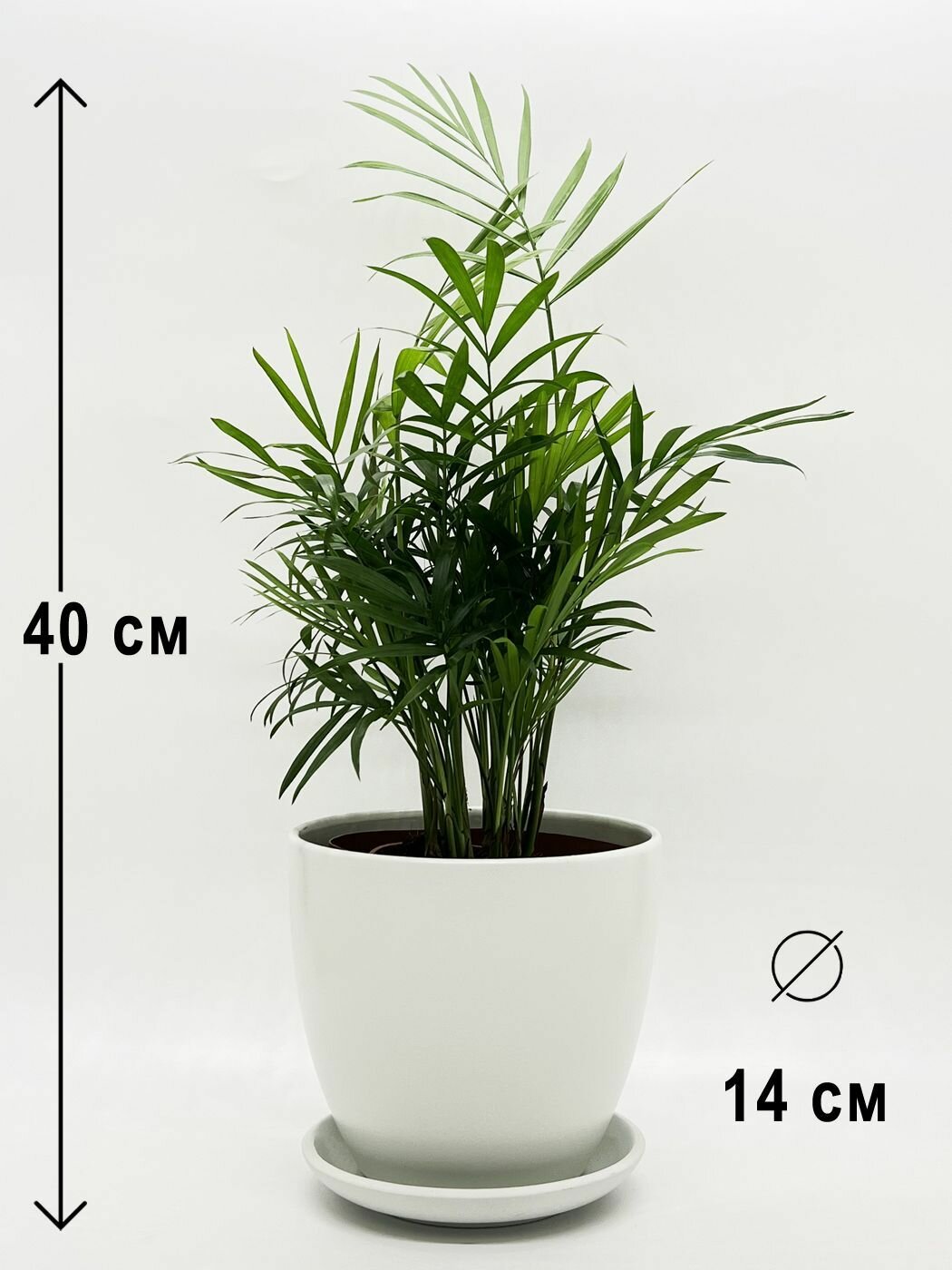 Хамедорея Элеганс в керамическом сером горшке с поддоном, высота композиции 35-40см