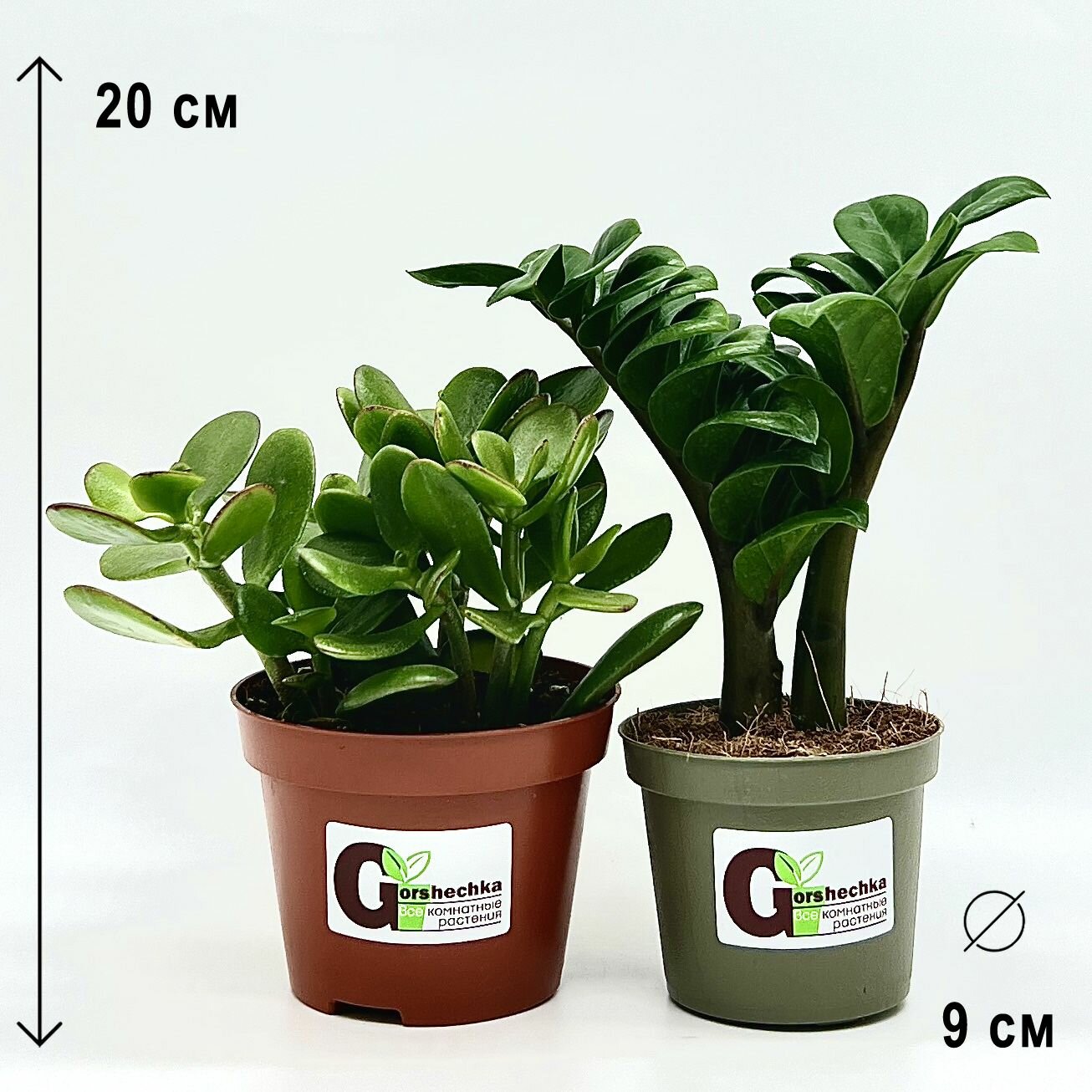 Набор 2 растения (d9): Крассула овата, Замиокулькас Зензи, высота 15-20см