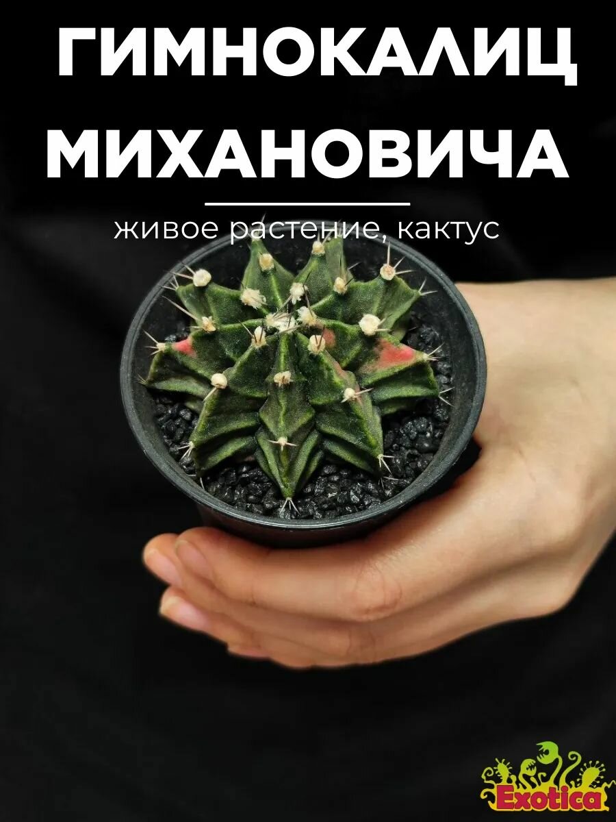 Кактус Гимнокалициум Михановича Недовариегата (Gymnocalycium Mihanovichii Variegata) D7см, домашний цветок