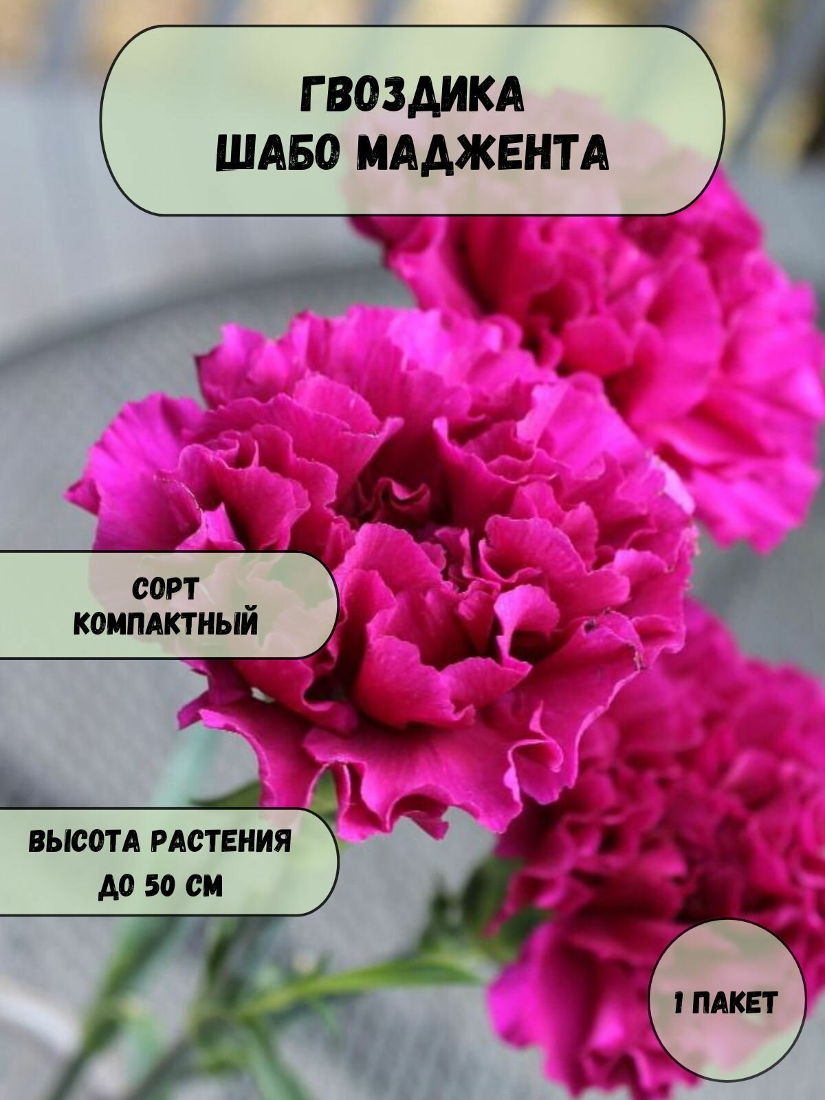 Гвоздика Шабо Маджента семена 10 шт