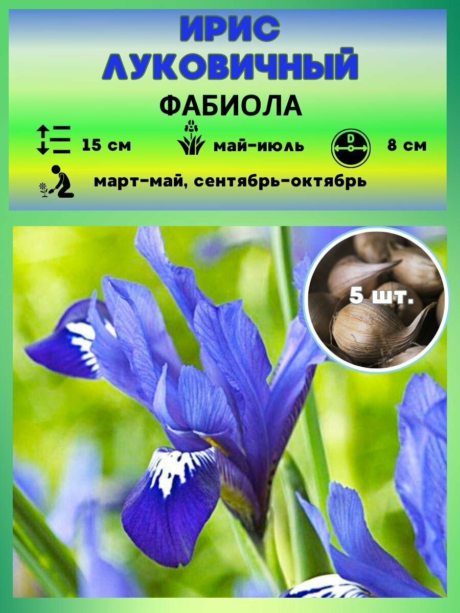 Ирис луковичный 5шт.