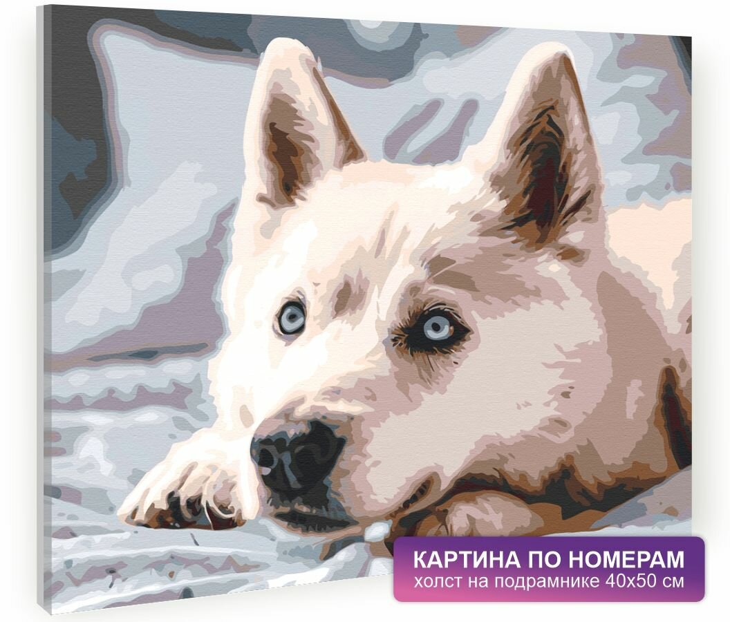 Картина по номерам на холсте с подрамником 40х50 см. Природа, животные, рыбы, птицы. Собаки, щенки. "Хаски", арт. 4968/