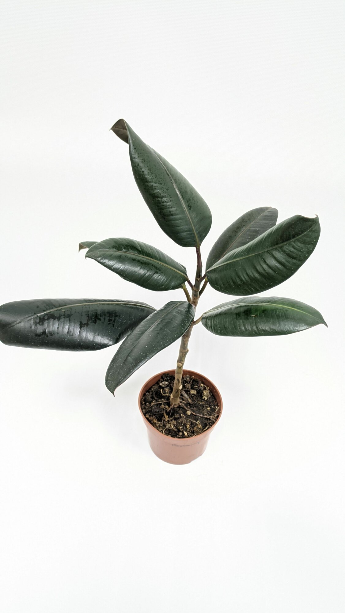 Фикус эластика Абиджан, диаметр горшка 12см, высота 30-45см