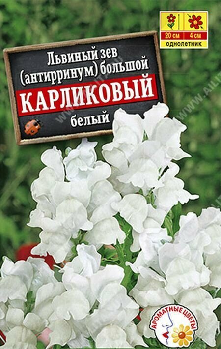 Львиный зев карликовый белый