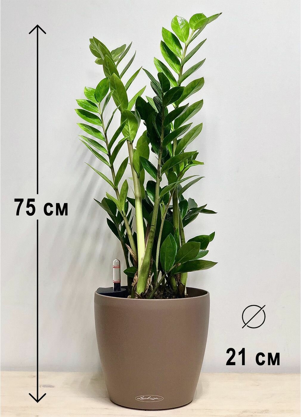 Замиокулькас в кашпо с автополивом LECHUZA Classico color мускат, высота композиции 65-75см