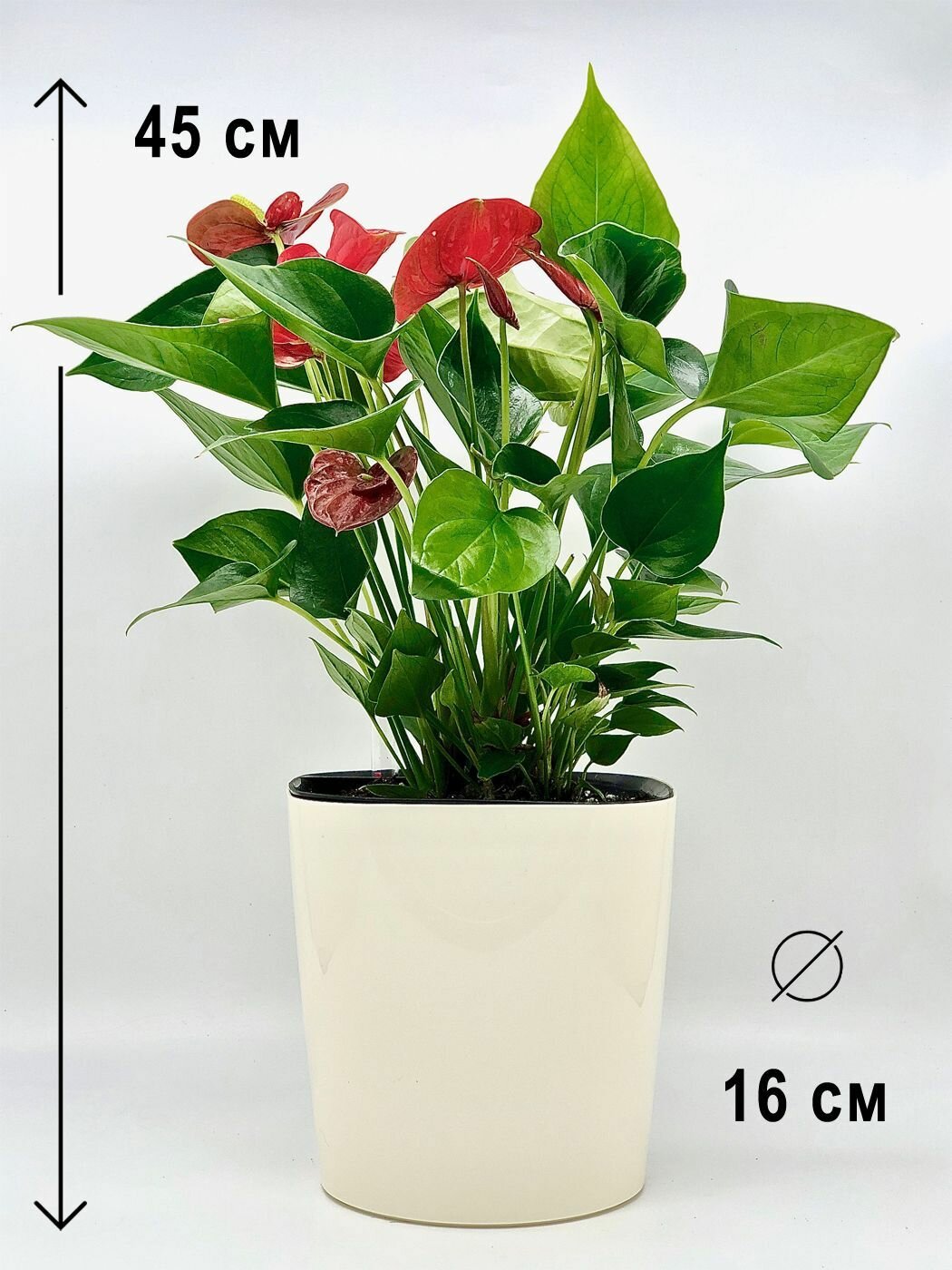 Антуриум красный в кремовом пластиковом кашпо с автополивом, высота композиции 40-50см