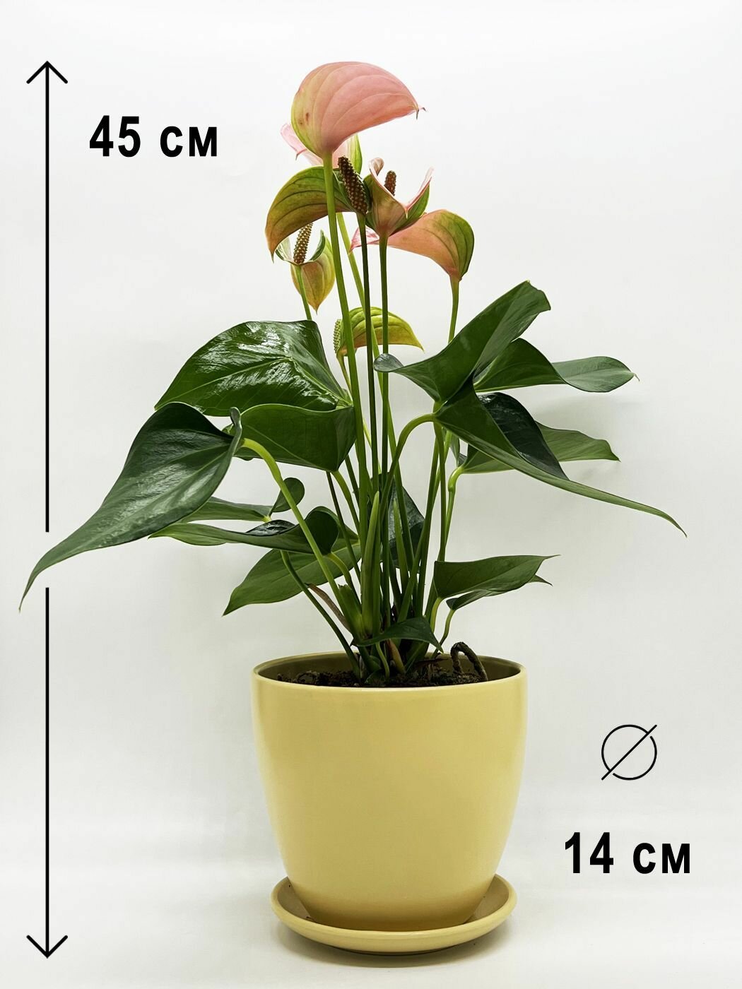 Антуриум Джоли персиковый в керамическом бежевом горшке с поддоном, высота композиции 35-45см