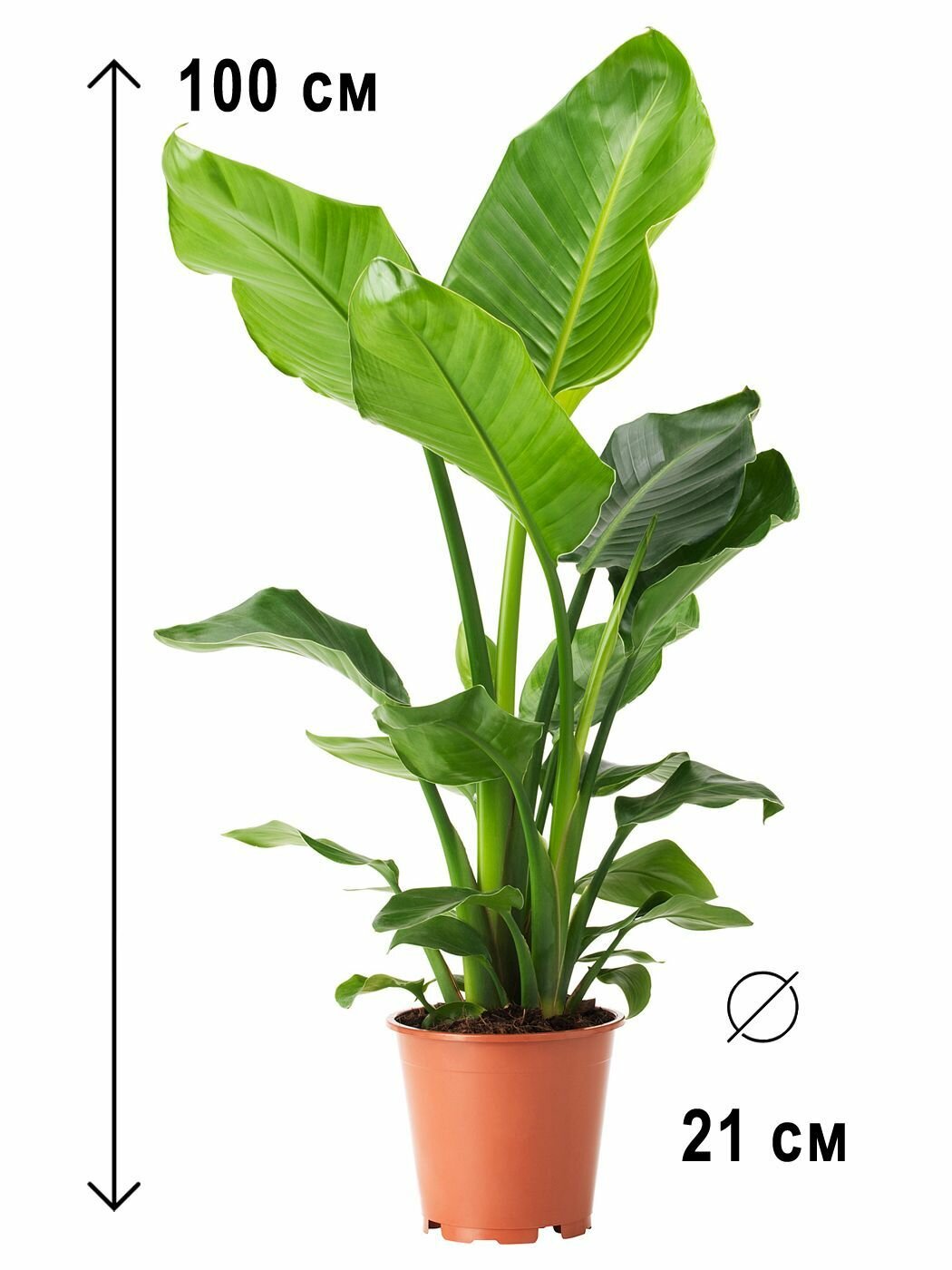 Стрелиция Николая в горшке, высота 90-100см