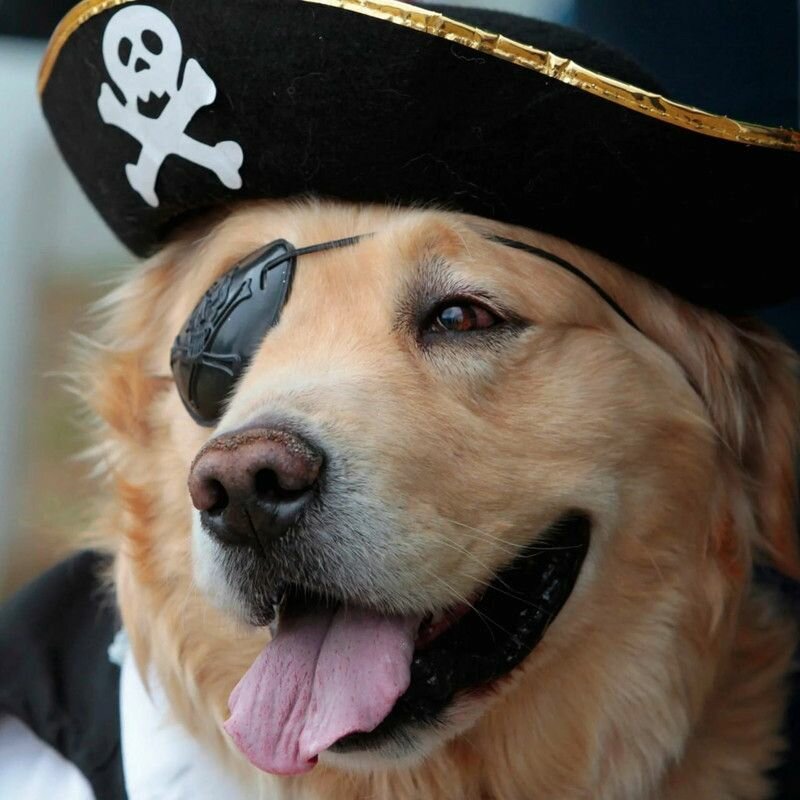 Украшение для питомца Пиратская повязка на глаз