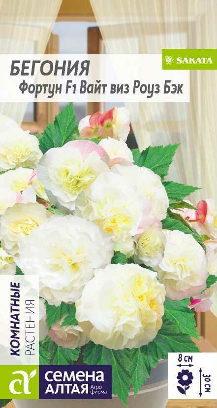 Семена бегонии клубневой "Фортун F1 Вайт виз Роуз Бэк", в упаковке 5 шт - для украшения вашего сада или балкона.
