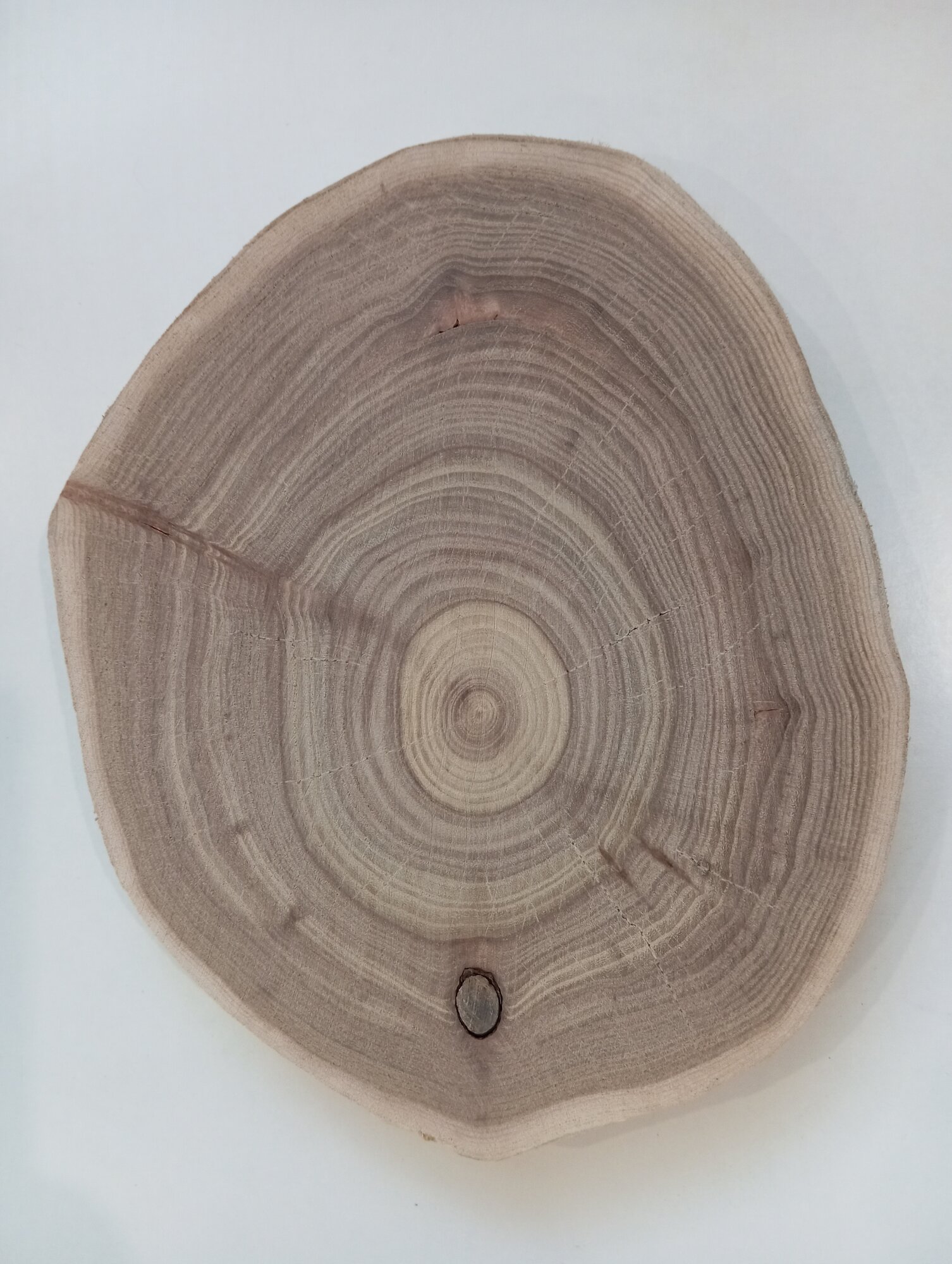 Спил дерева карагач , подставка, заготовка 18/15/2,0см