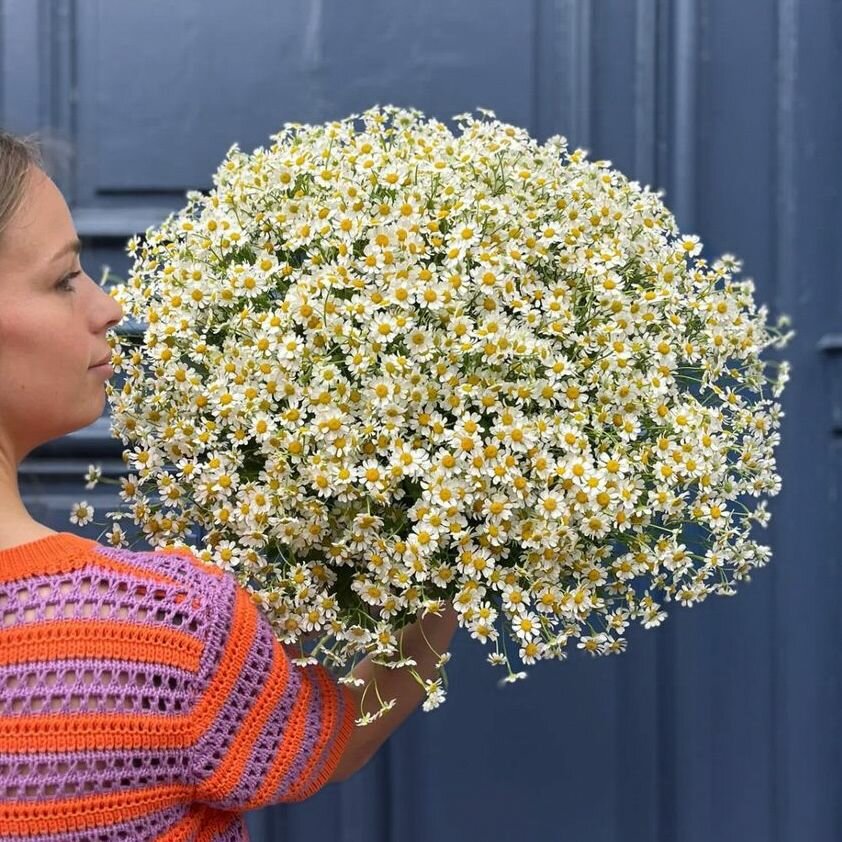 Полевой букет