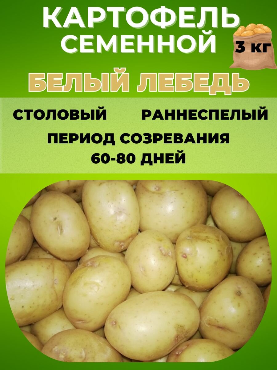 Картофель семенной Белый лебедь 3 кг