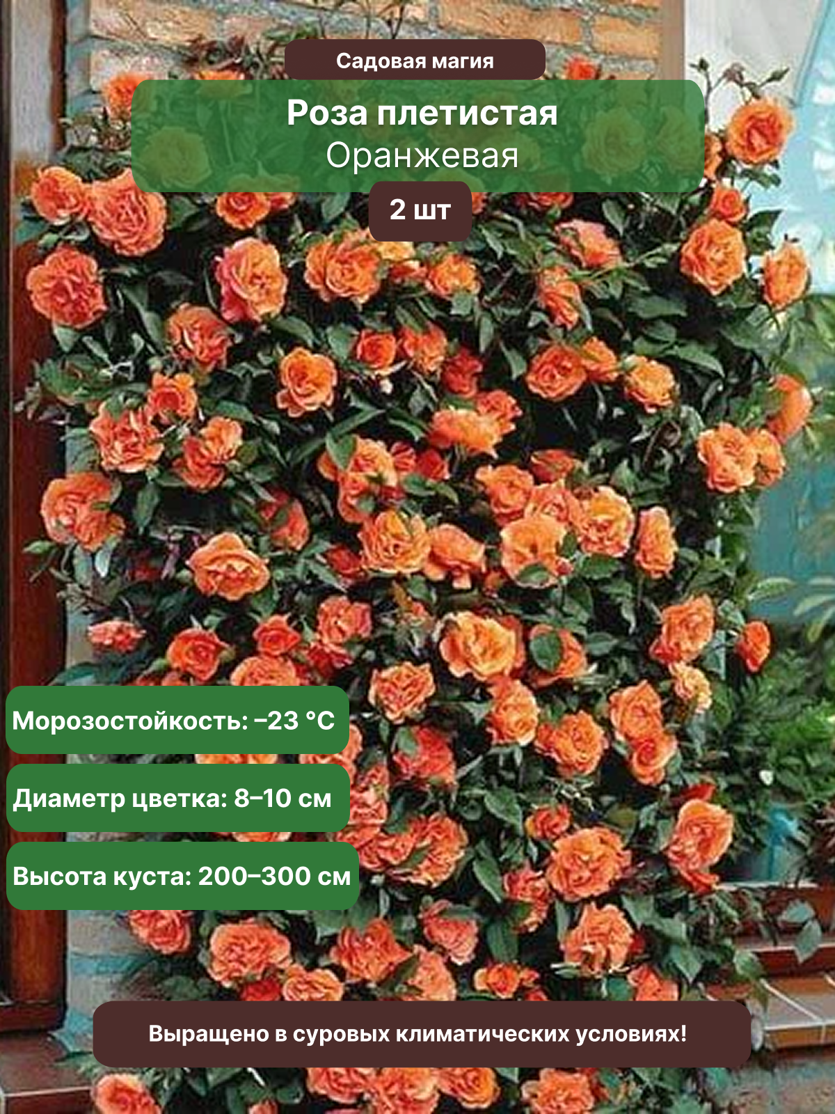 Роза плетистая "Оранжевая", многолетняя, цвет оранжевый, 2 саженца