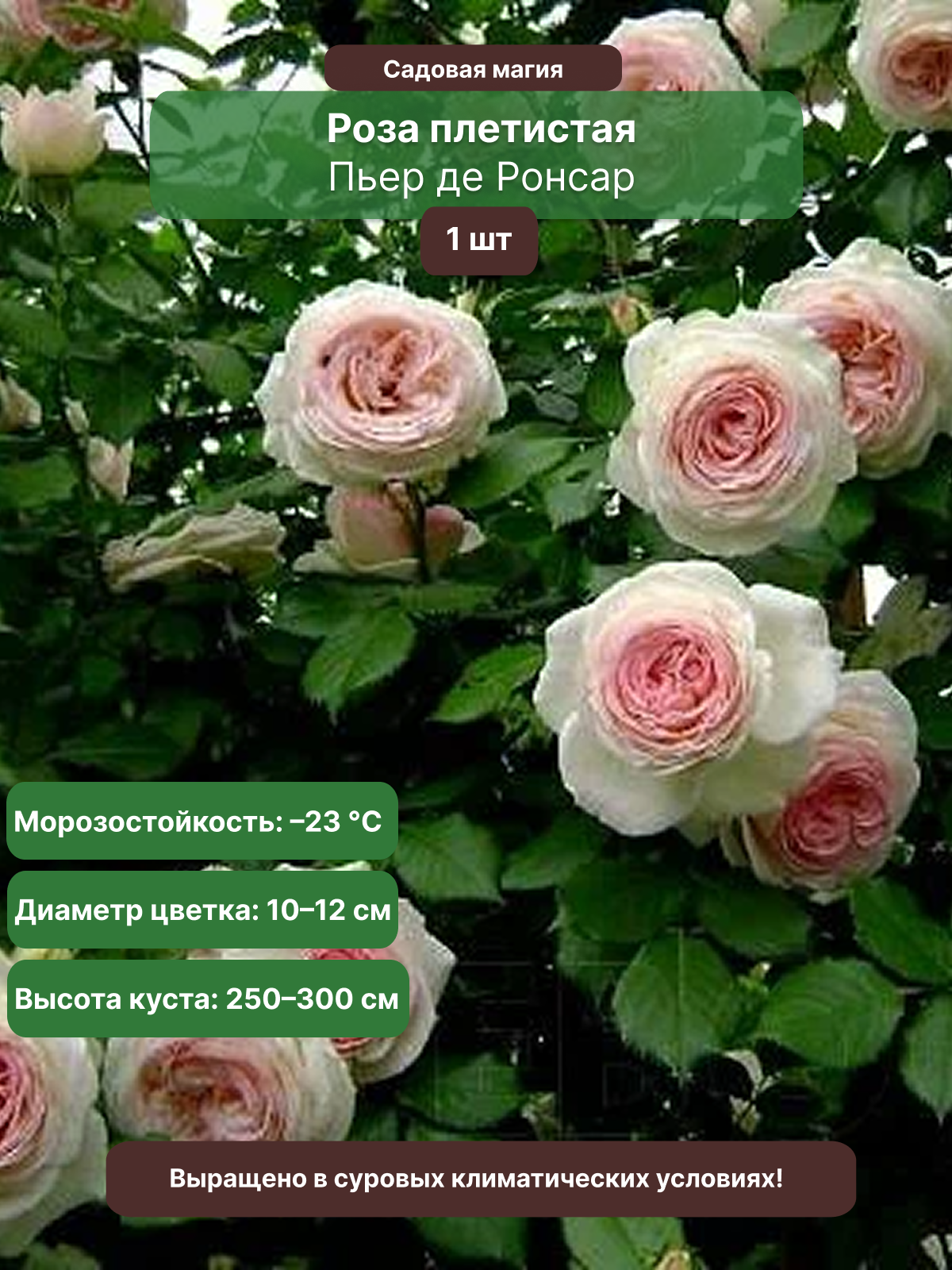 Роза плетистая Пьер де Ронсар , 1 саж , многолетняя , розовая