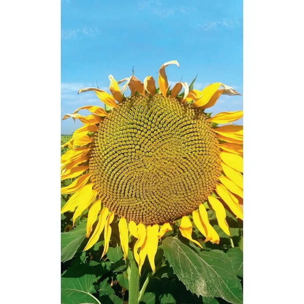 Семена подсолнечника для семечек, скороспелый сорт, 1,7 м, черные