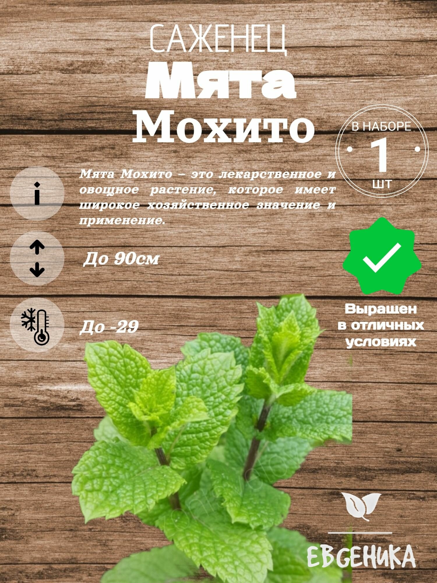 Мята Мохито