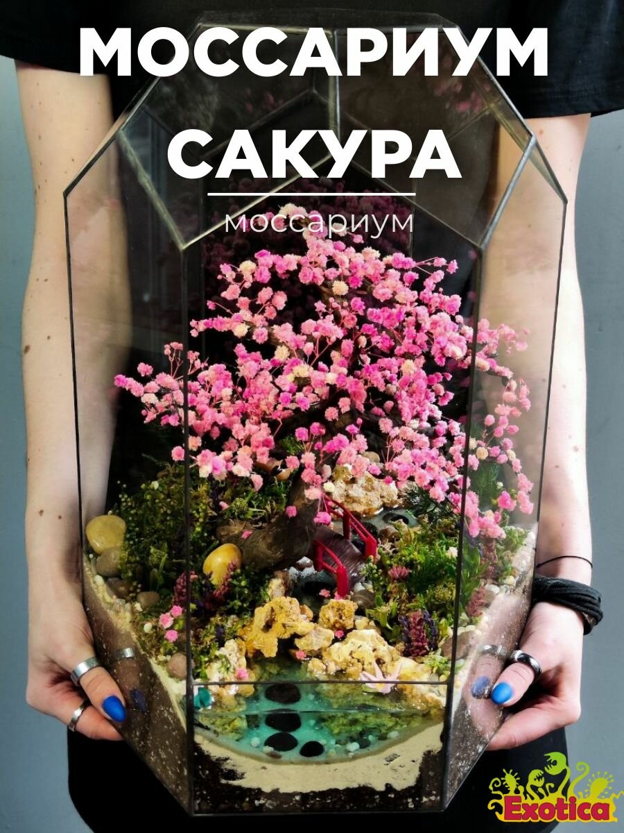Моссариум "Сакура" (композиция из мха)