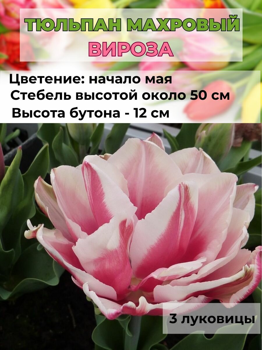 Тюльпаны махровые, луковицы 3 штуки