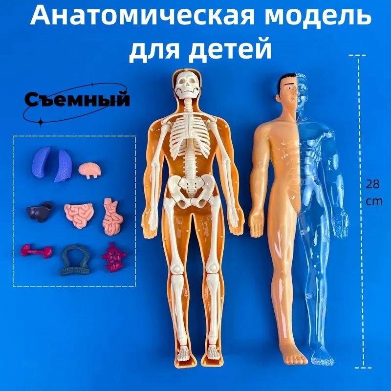 Анатомическая модель для детей Строение тела человека, с открывающимся корпусом, комплект со скелетом и внутренними органами, обучающий набор для юного исследователя