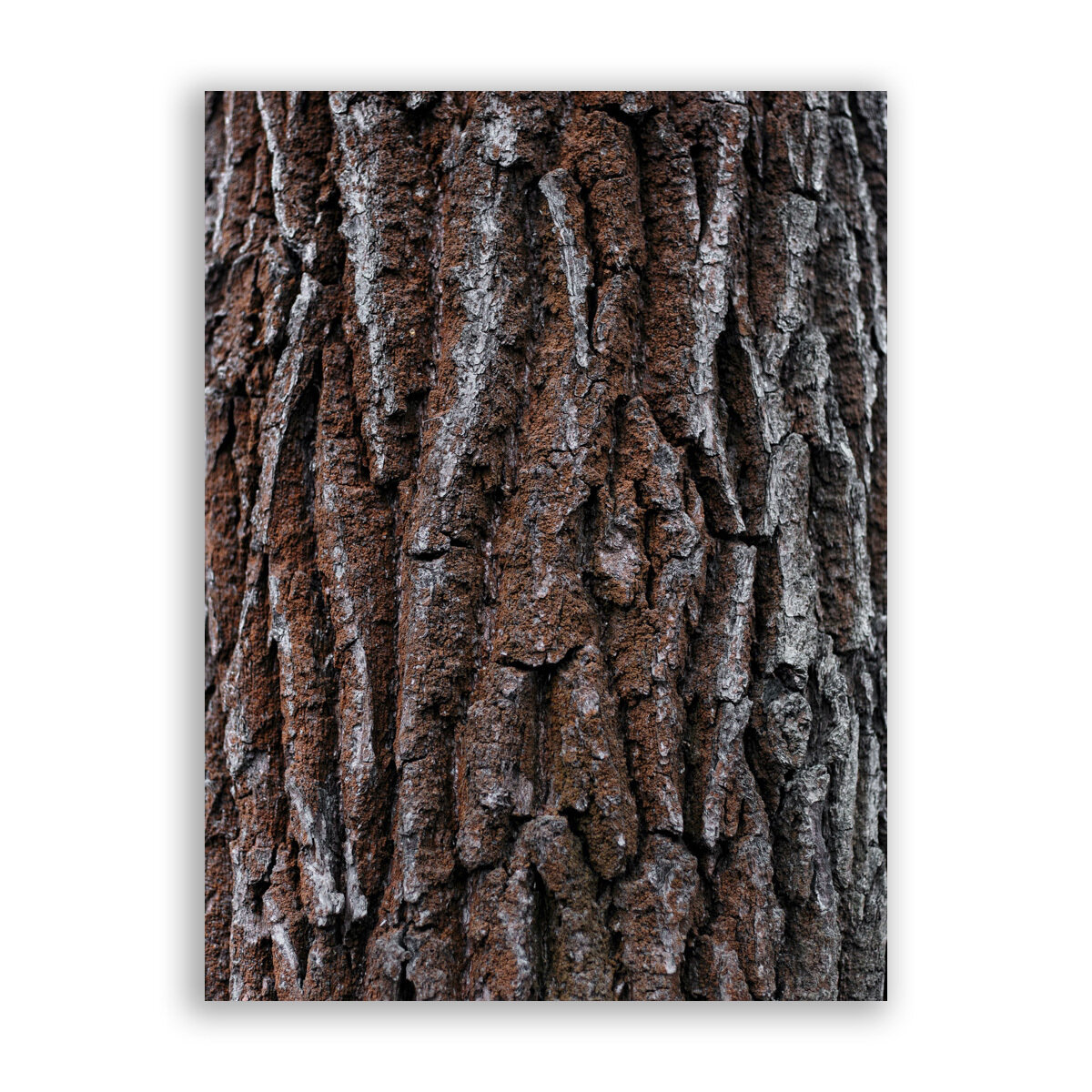 Постер, плакат на бумаге / Древесина / Размер 30 x 40 см