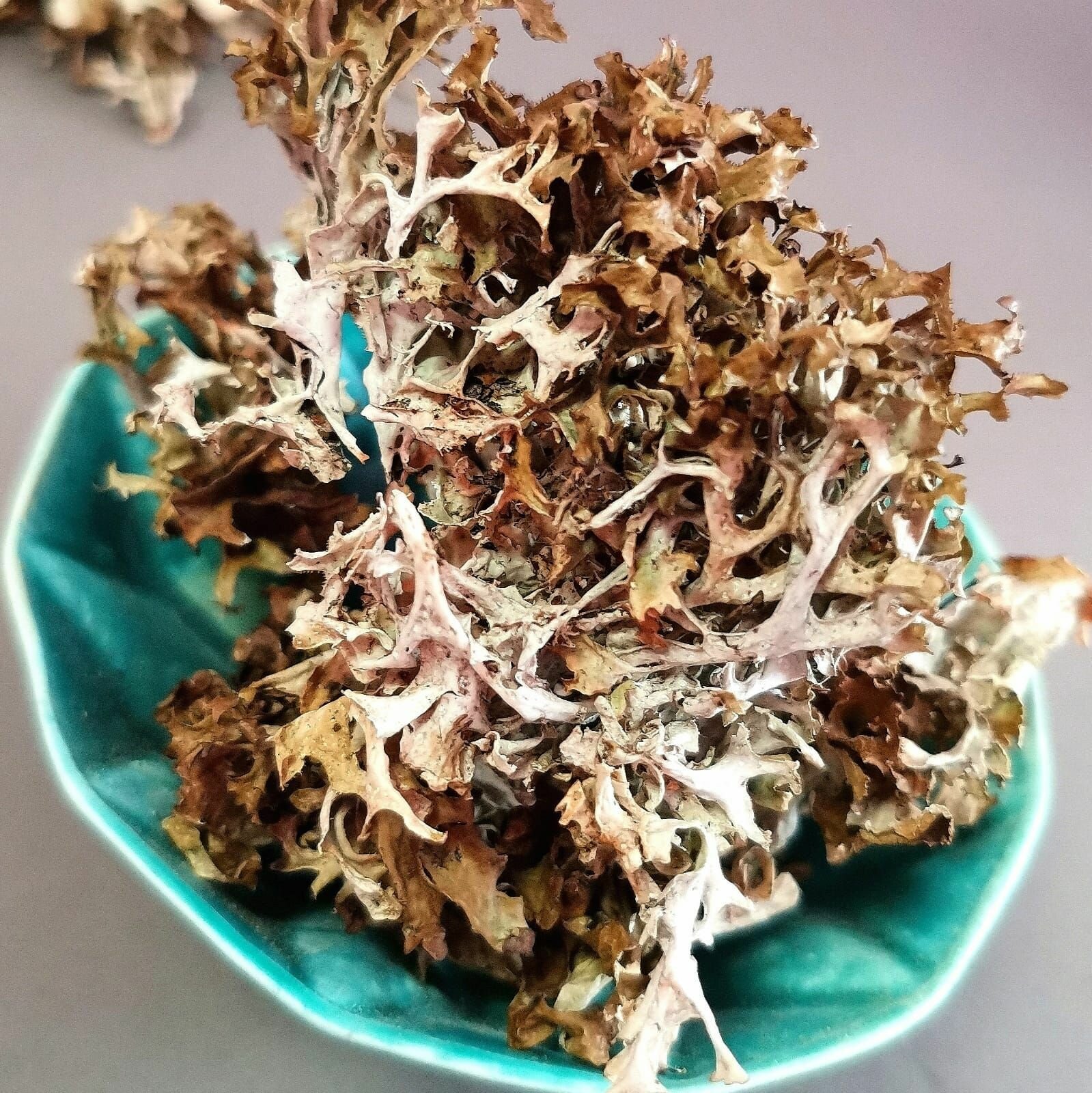 Исландский мох Центрария исландская 100г KINGSPICE