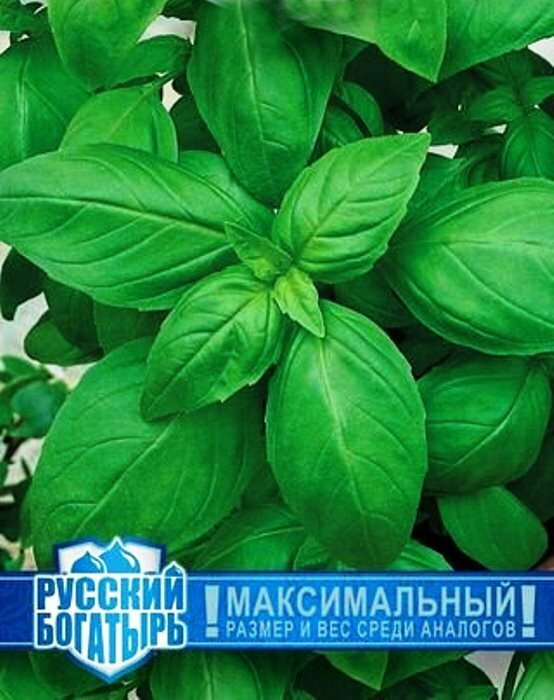Семена Базилик Русский гигант, зеленый
