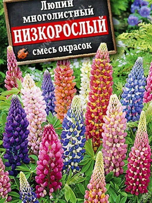 Люпин Низкорослый, смесь окрасок