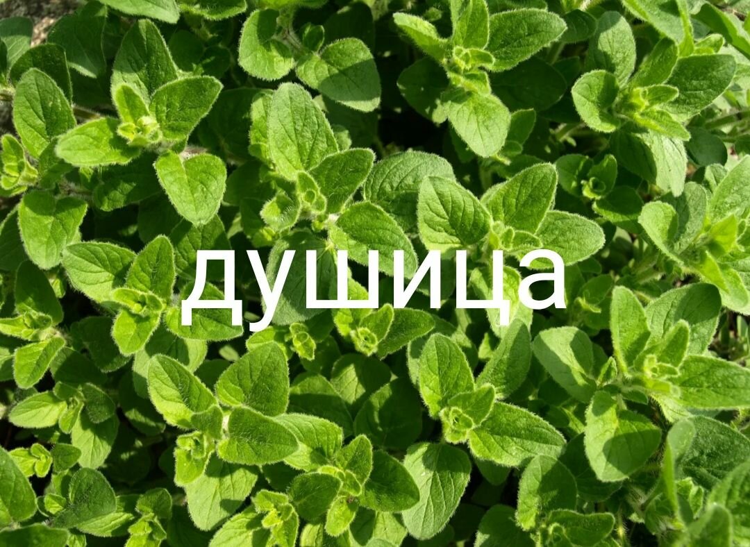 Душица натуральная.