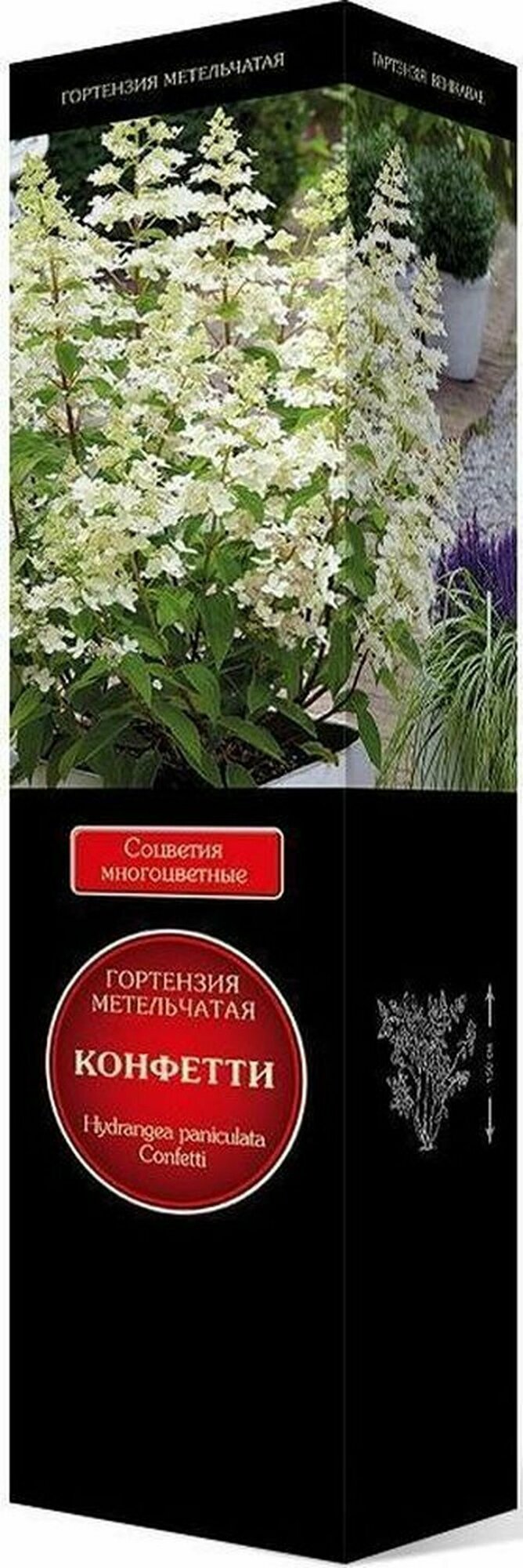 Саженец Гортензия Конфетти C1 H37