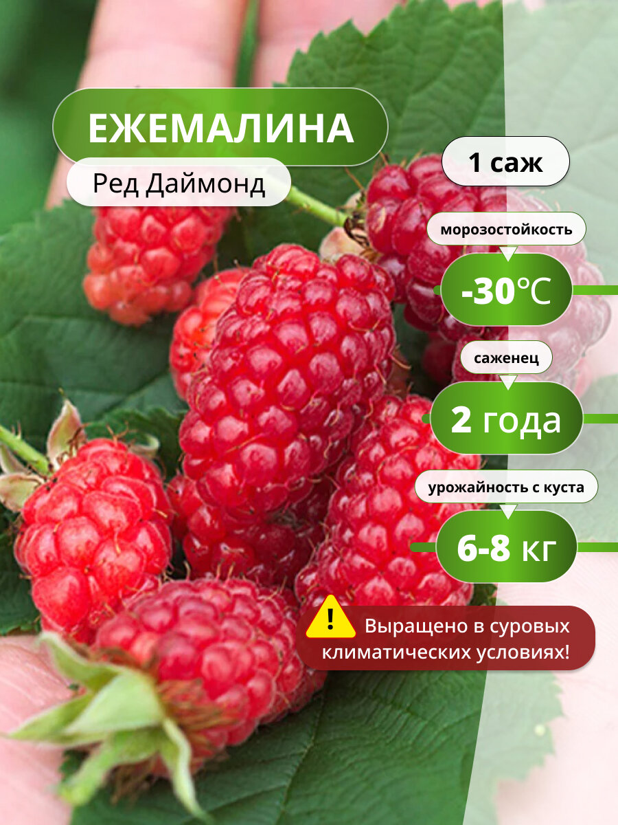 Ежемалина "Ред Даймонд", морозостойкая, урожайная, красная, 1