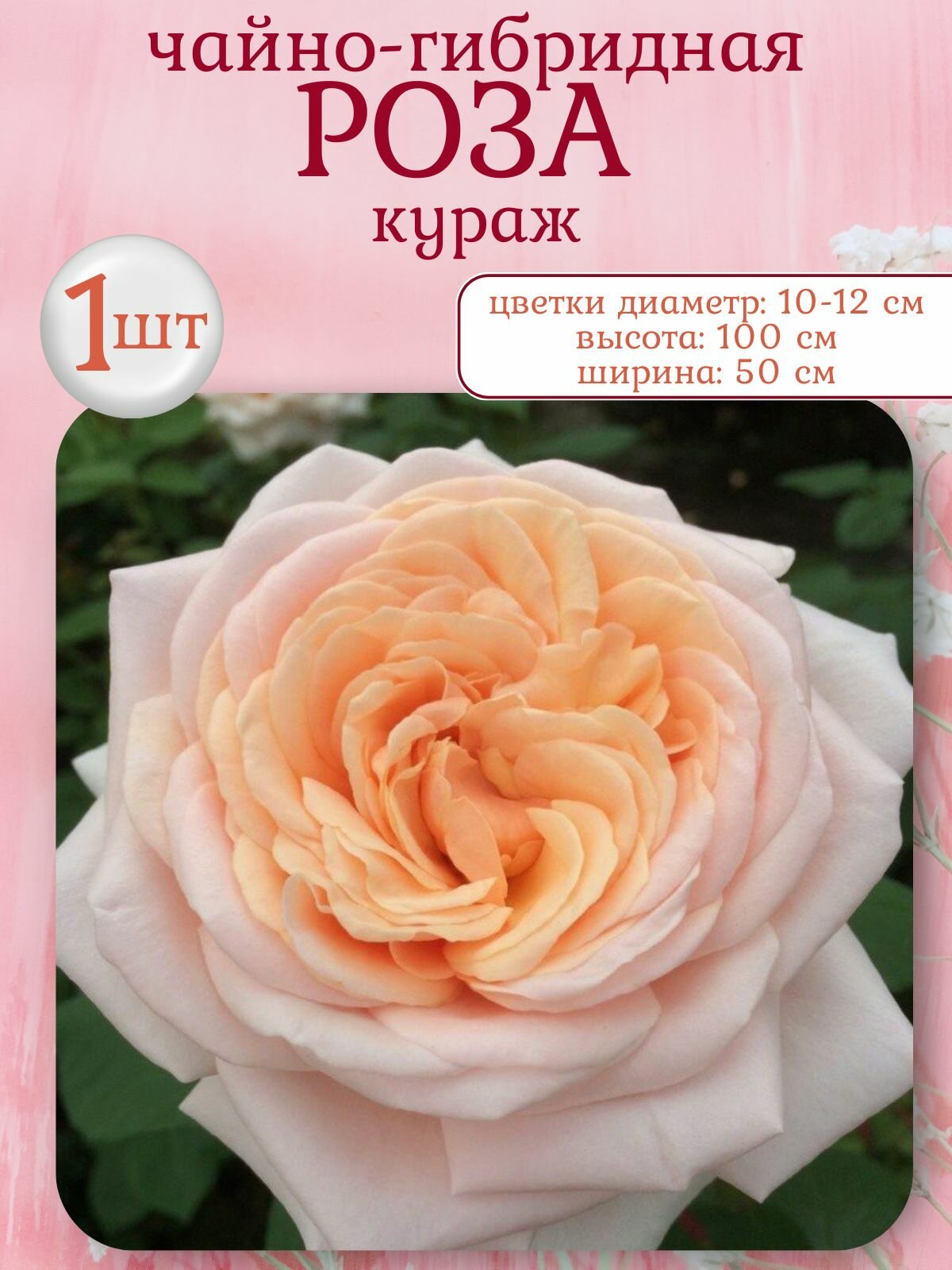 Роза чайно-гибридная Кураж, многолетние цветы, 1 шт