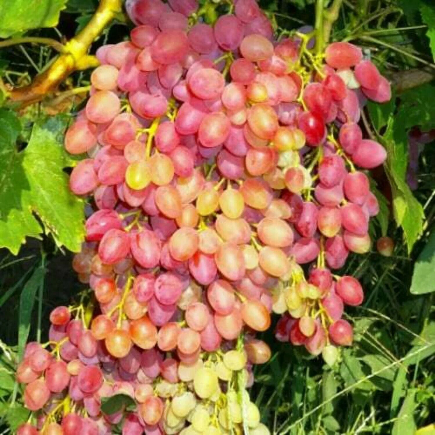 Виноград кишмиш Красный / 1 шт, раннеспелый сорт, бессемянный