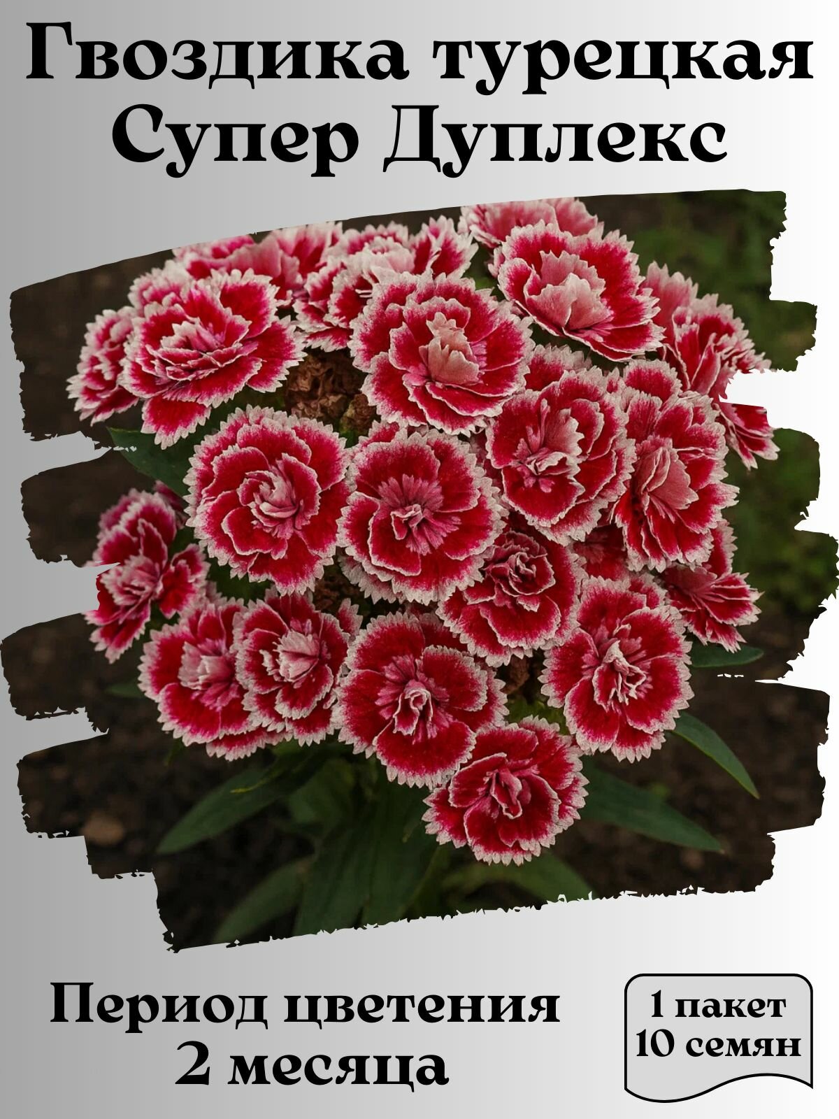 Гвоздика турецкая Супер Дуплекс, семена, 10 шт, 15 гр.