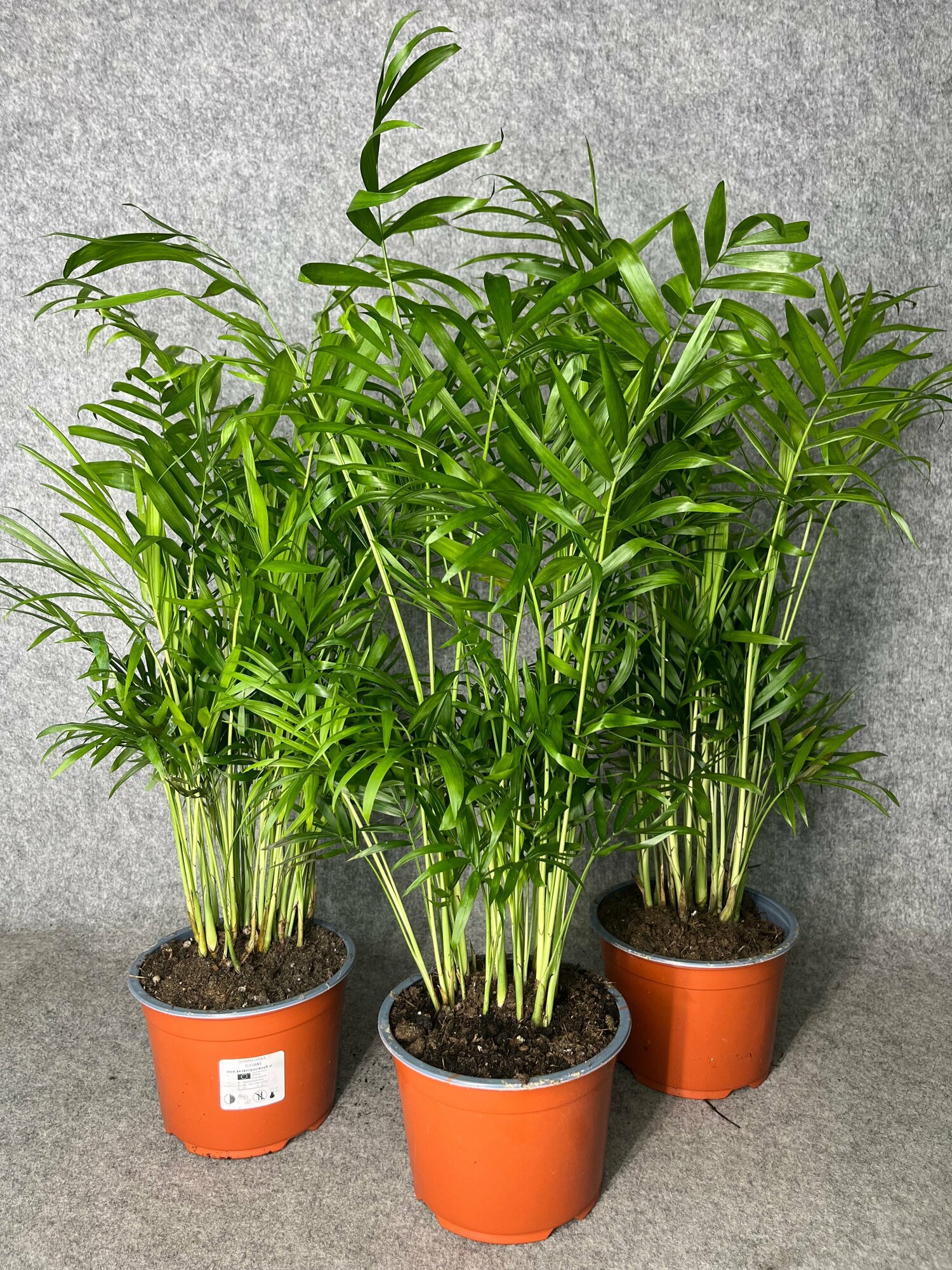 Хамедорея Элеганс (55)