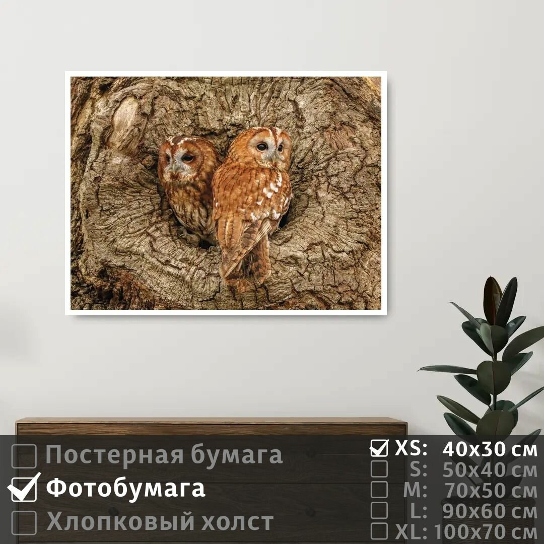 Постер на фотобумаге Две Совы В Дупле Дерева 40х30 см ПолиЦентр