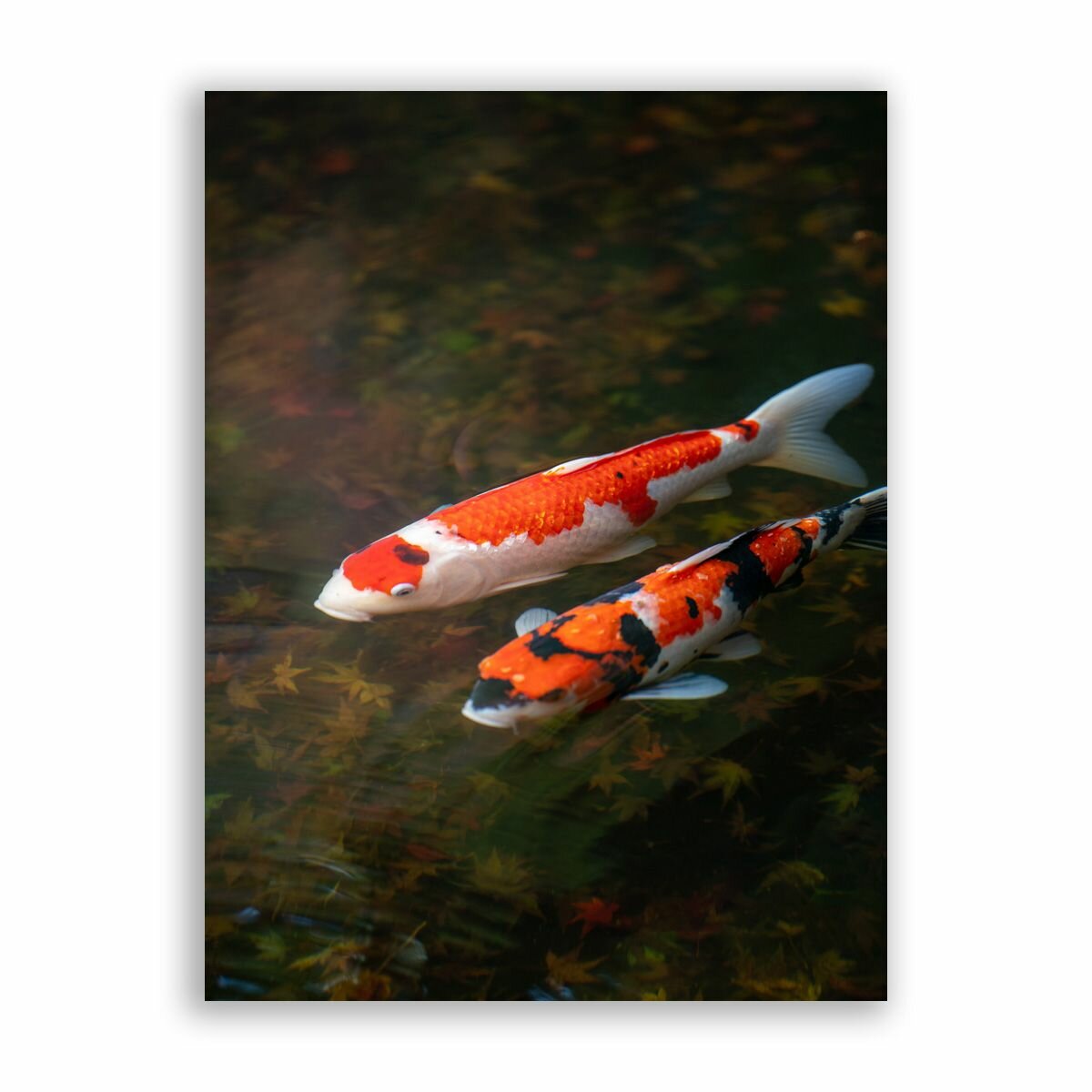 Постер, плакат на бумаге / Карпы кои / Размер 30 x 40 см