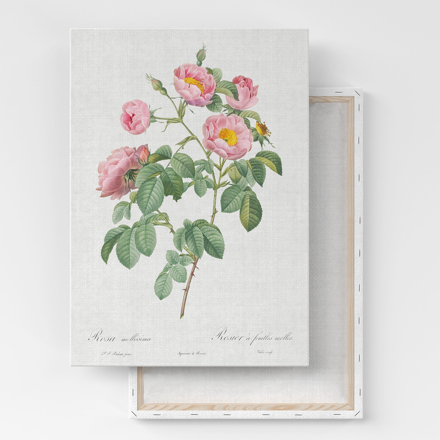 Картина на холсте, репродукция / Пьер-Жозеф Редуте - Semi-Double Variety / Размер 30 x 40 см