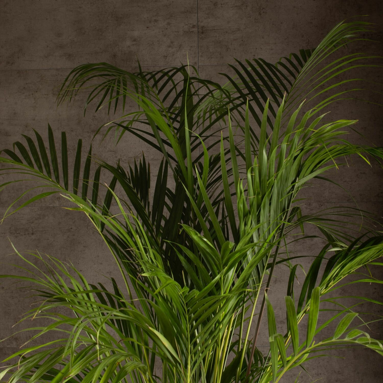 Комнатное растение LuxuryPlants пальма "Хризалидокарпус 120/24" — фото 1