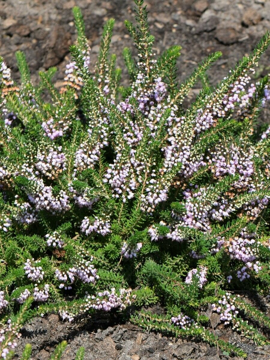 Семена Эрика блуждающая (Erica vagans), 15 штук
