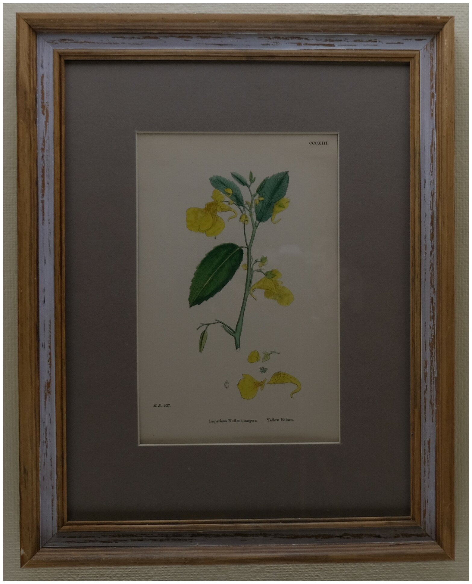 Оригинальная, старинная гравюра, 1873 год, "дикие цветущие растения", в рамке, 40см на 29.5см, Лот №3608