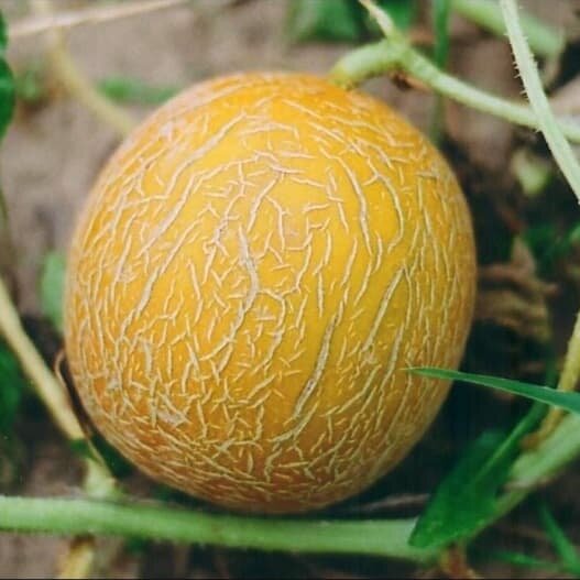 Дыня Казачка 244 (15 шт), Гавриш, Россия