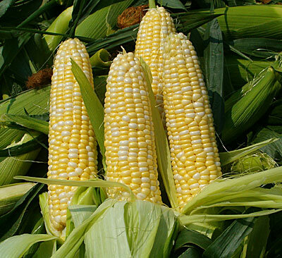 Семена кукурузы Мечта Гурмана (5 гр.), раннеспелый, урожайный сорт