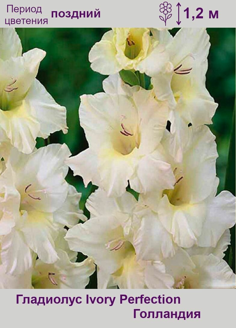 Гладиолус Димитрий Солунский (Ivory_Perfection) луковицы 3 шт сотка
