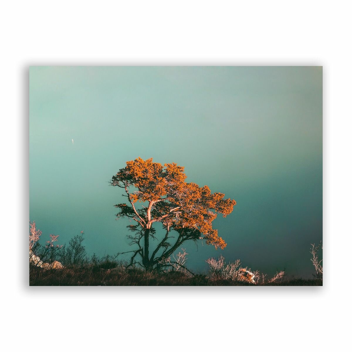 Постер, плакат на бумаге / Природа Италии - Дерево / Размер 40 x 53 см