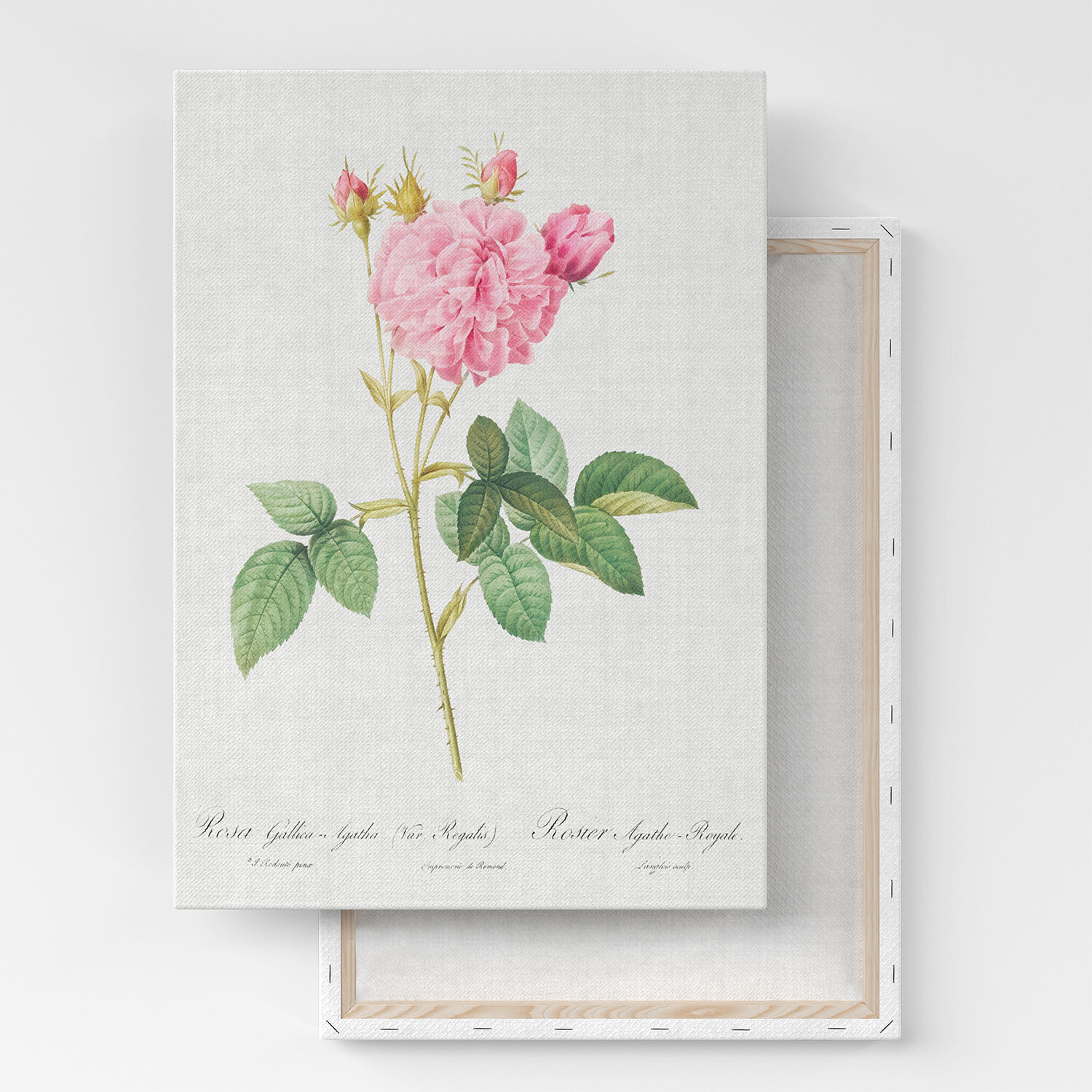 Картина на холсте, репродукция / Пьер-Жозеф Редуте - Agatha rose / Размер 30 x 40 см