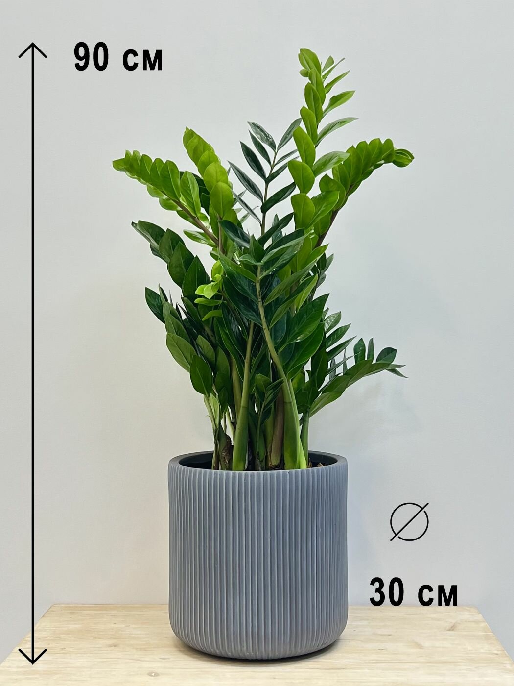 Замиокулькас в керамическом кашпо Джет серый, высота композиции 95-100см