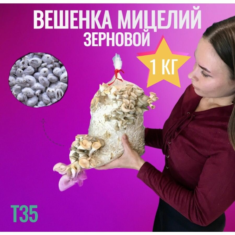 Мицелий вешенки зерновой (штамм т35) - 1 кг.